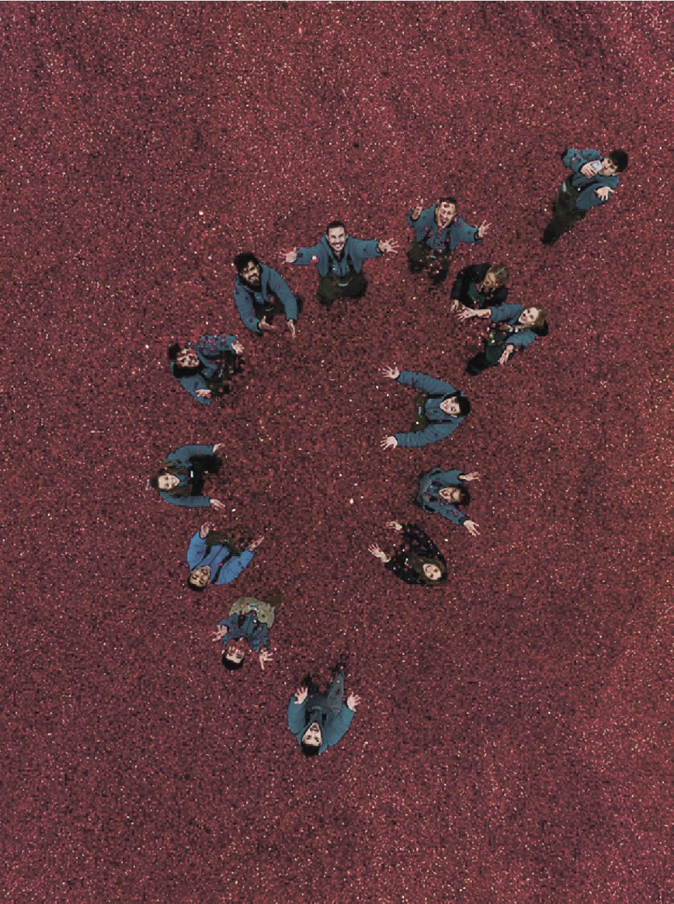 La colorida cosecha de cranberries en Chile: se producen 25.000 ...